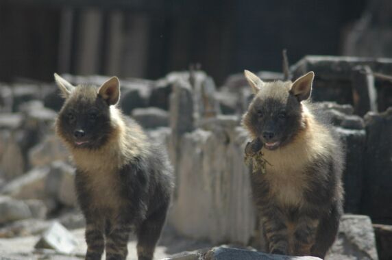 Hyenas - Brown Hyena Research Project