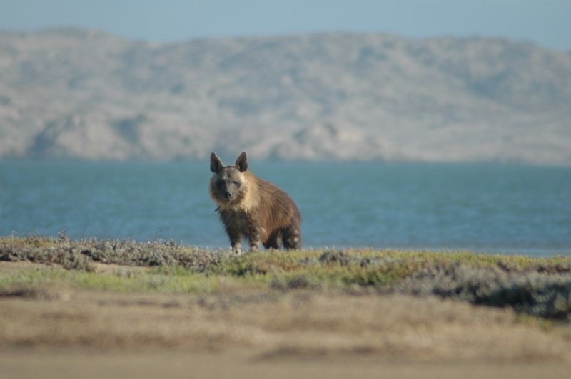 Hyenas - Brown Hyena Research Project